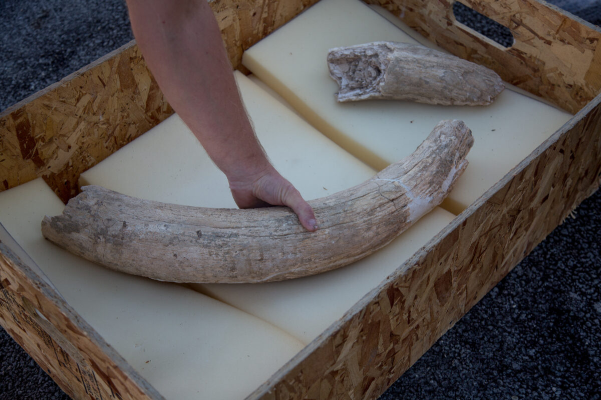 Science podcast digs for giant mammals that roamed Utah thousands of ...